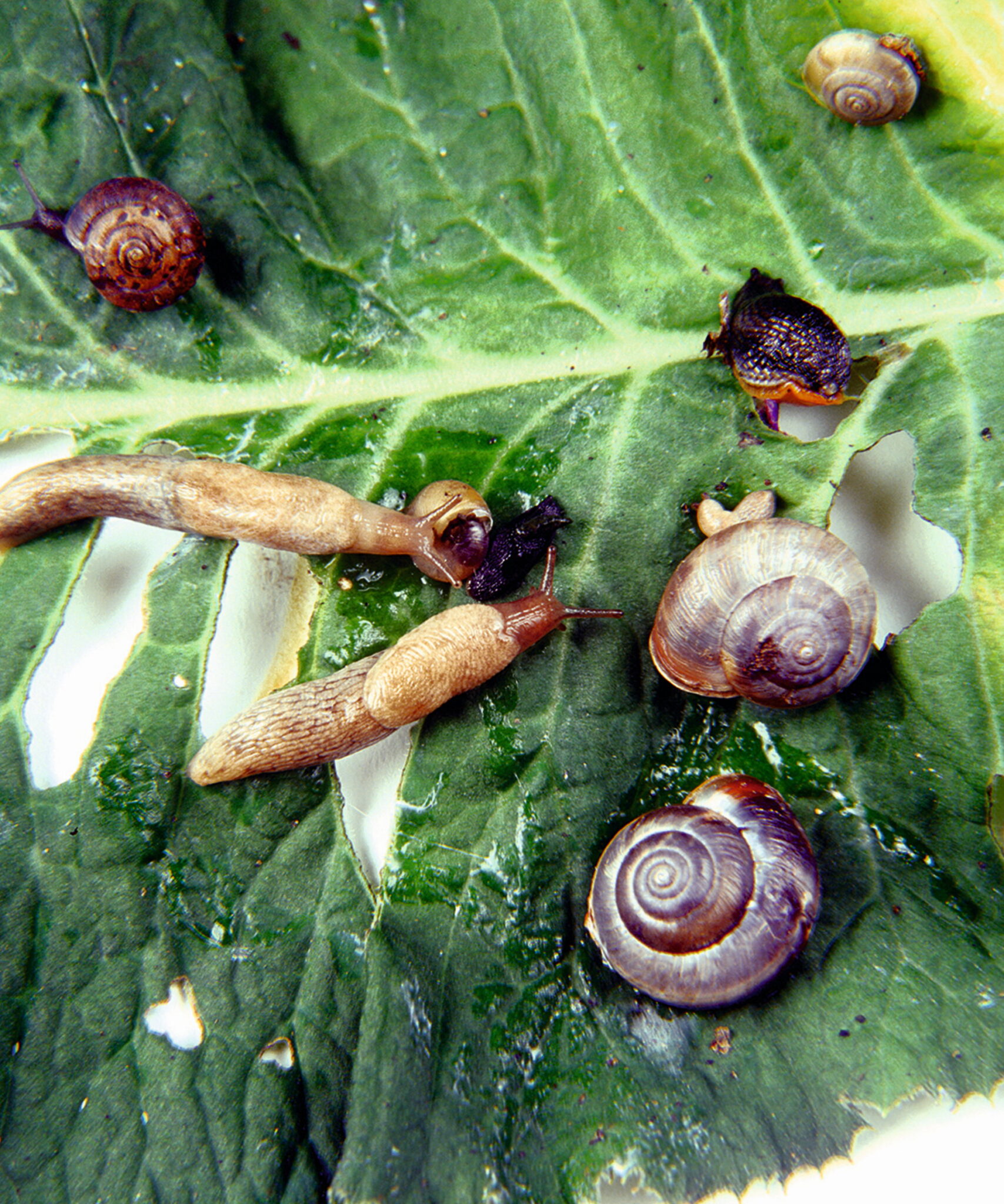 This Shockingly Simple Nightly Trick Stops Slugs and Snails from ...