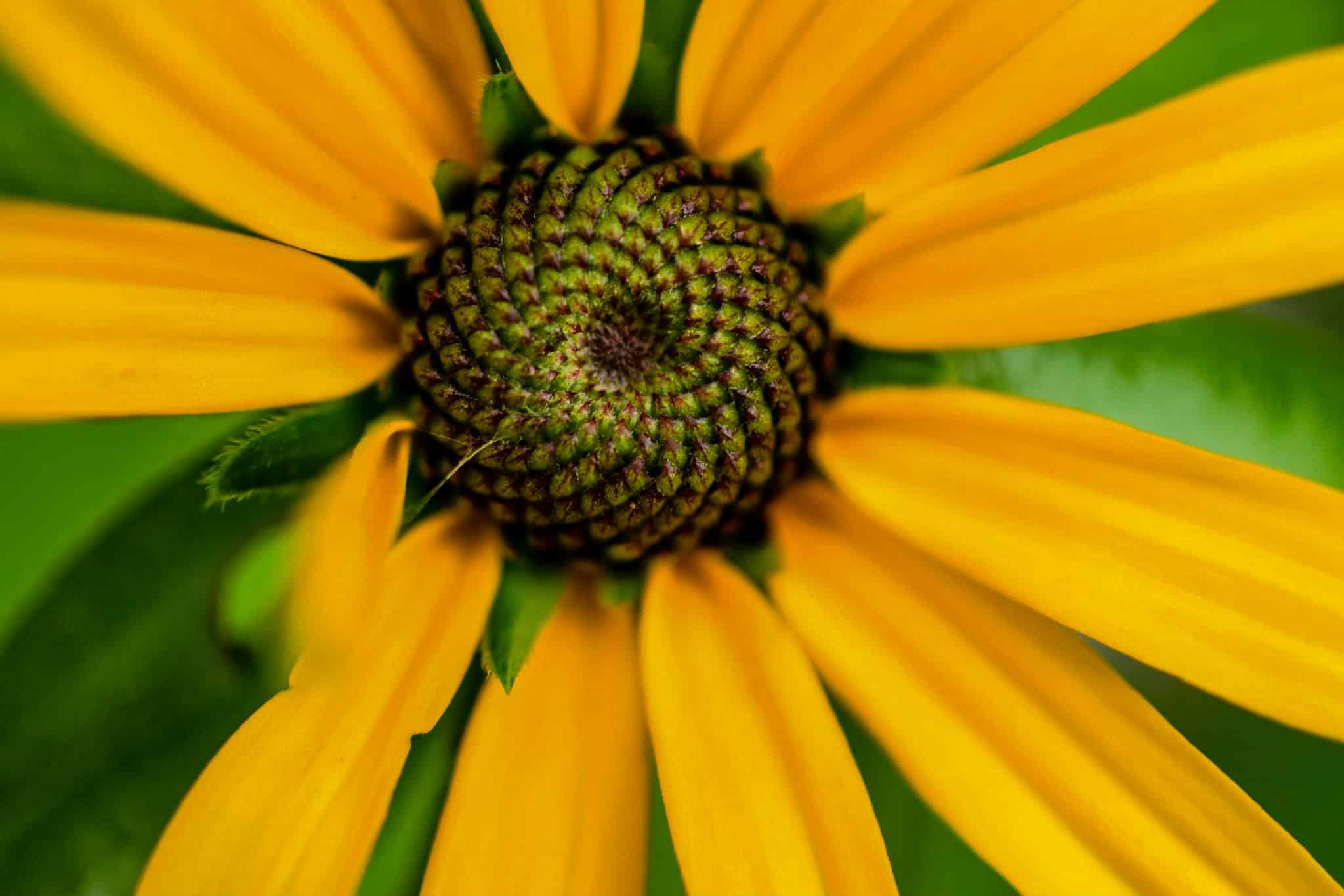 Dull Flowerbeds Dragging You Down? Plant These 3 Perennials in June for ...