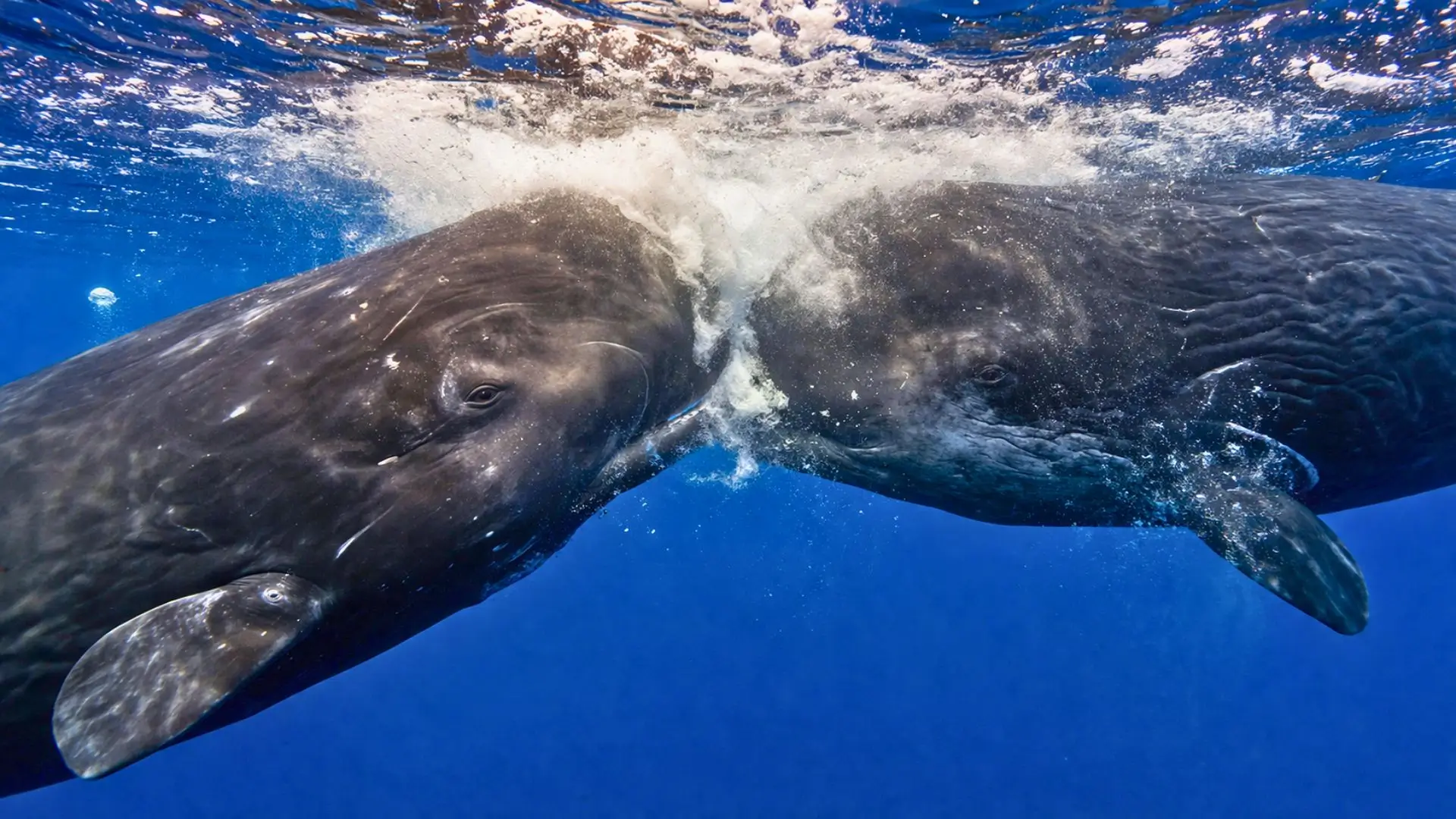 Sperm Whales Ram Into Each Other: Images Prove a Sailor’s Legend and ...
