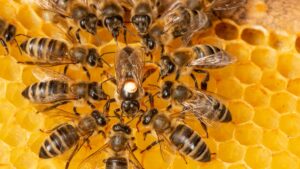 Intriguing Discovery: Bees Adapt Their Waggle Dance to the Audience ...