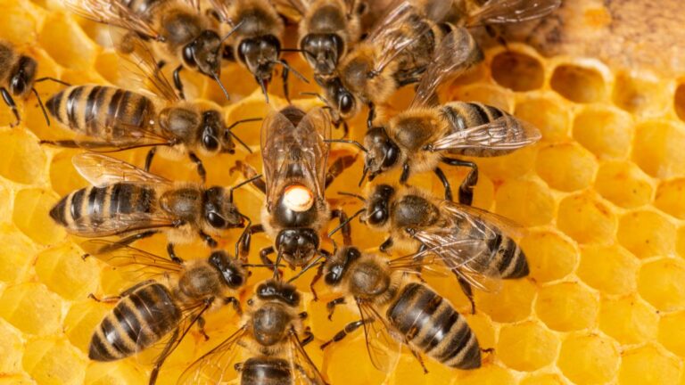 Intriguing Discovery: Bees Adapt Their Waggle Dance to the Audience ...
