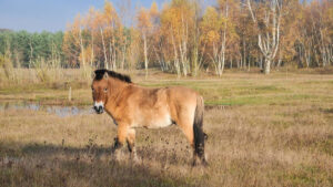 Chernobyl Has Become a Haven for Rare Animals, Including Przewalski’s ...