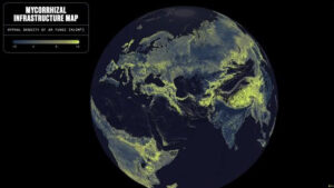 Fungi: Earth’s Underground Mycelial Networks Could Cover 10% of the ...