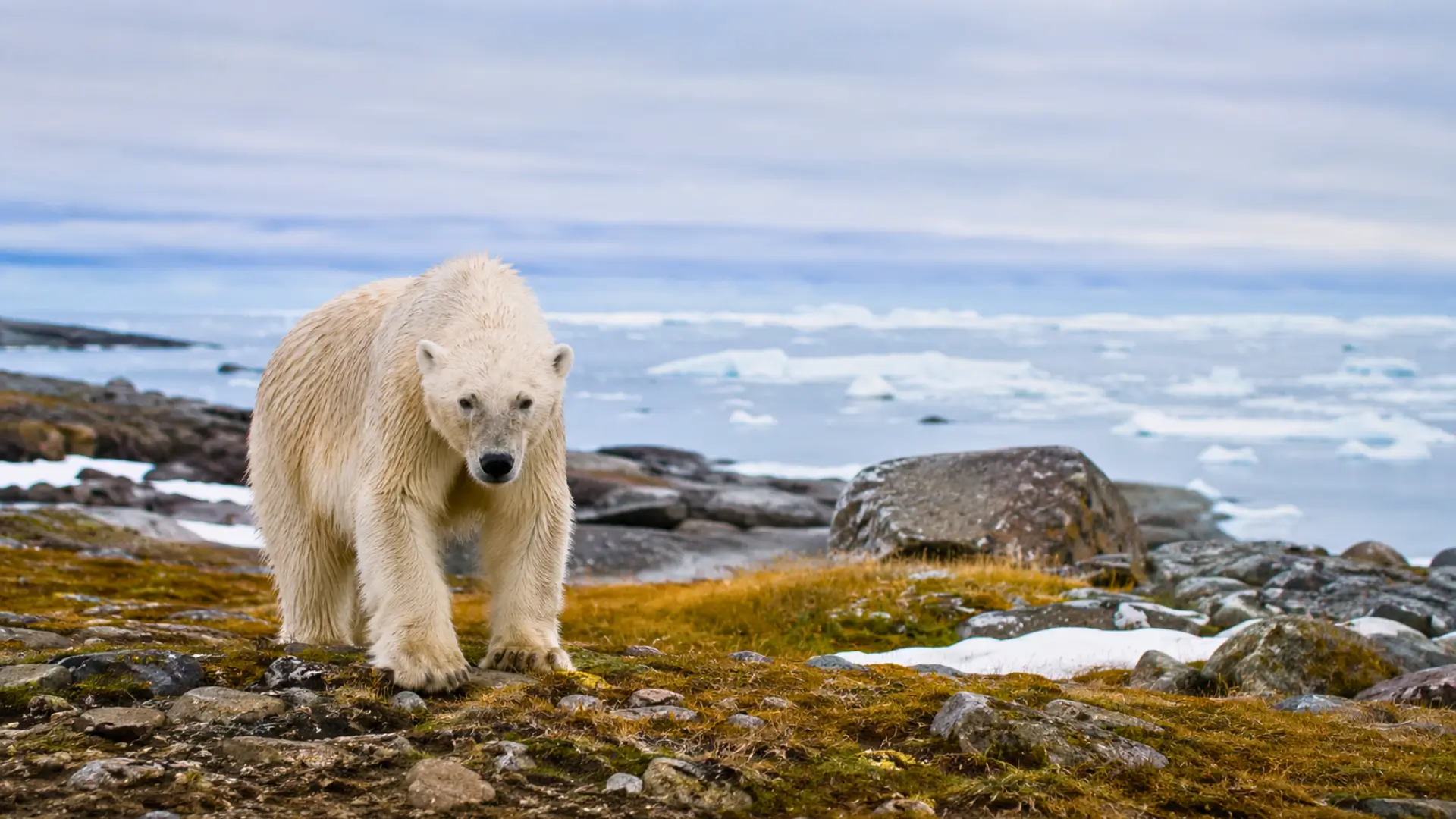 Longer Arctic Summers Without Sea Ice Put Polar Bears at Risk of Famine ...