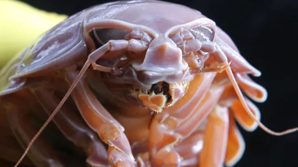 How Did Giant Isopods Survive Five Years Without Food? – Farmers Forum