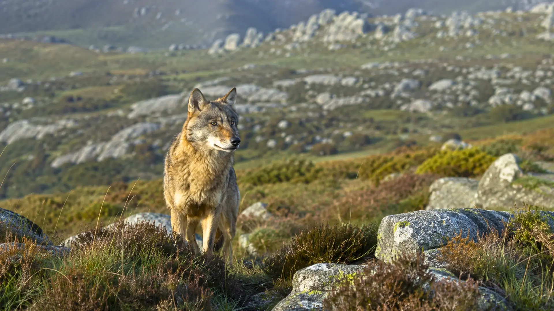 Wolf photographed in Brittany confirms France’s range expansion far ...